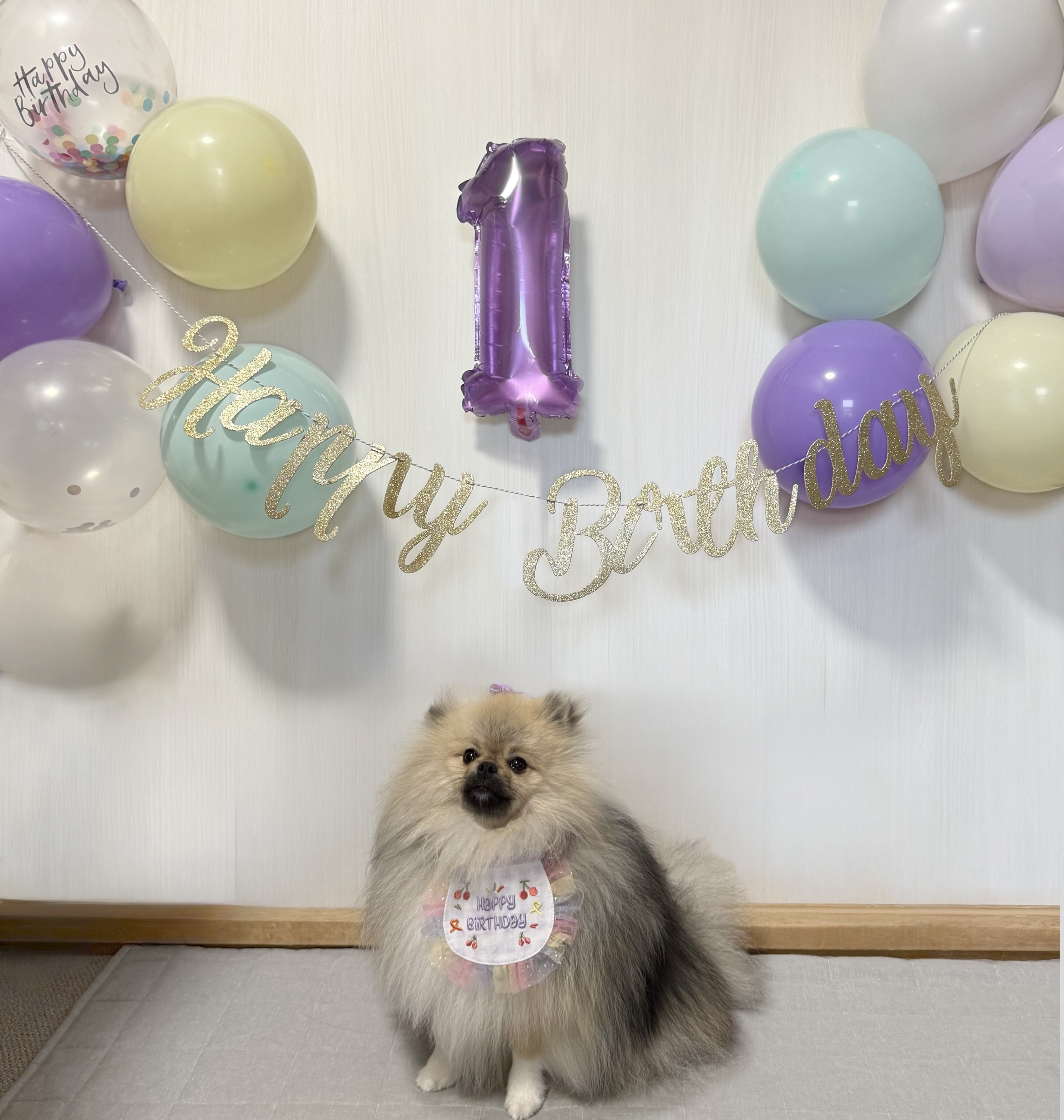 お便り | 【公式】子犬のブリーダー・ミニチュアシュナウザー専門店なら枚方の「ブルーステラ」